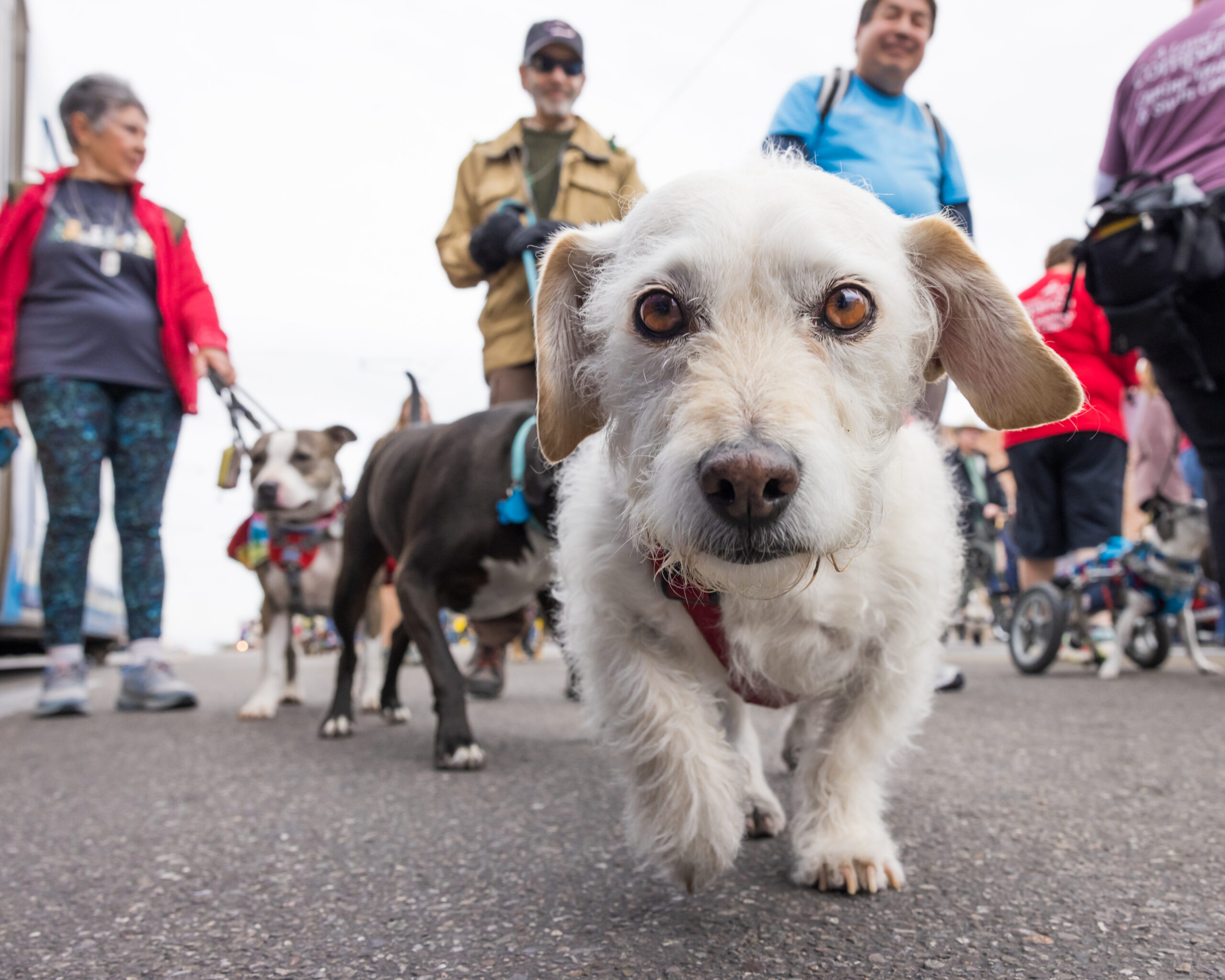 Welcome to The Wizard of Paws, Tucson Subaru Pets of Pima Parade on ...